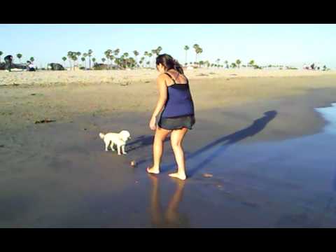 Yurizan Beltran and her dogs at a dog beach - YouTube