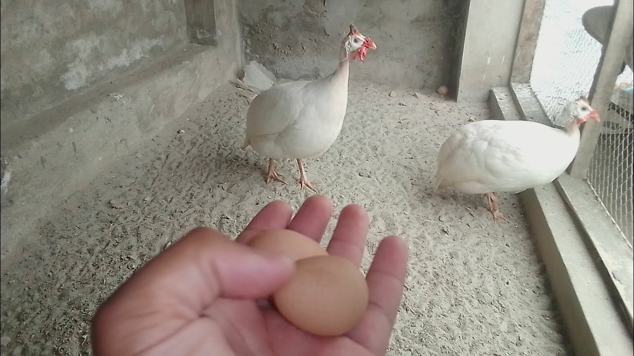Guinea fowl eggs | guinea fowl attack vlog - YouTube