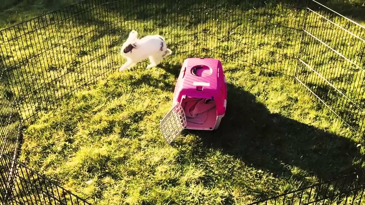Lola the rabbit binkying in the sunshine - in SLOW MOTION - YouTube
