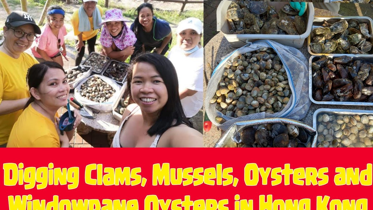 Digging Clams, Mussels, Oysters and Windowpane Oysters in Hong Kong ...