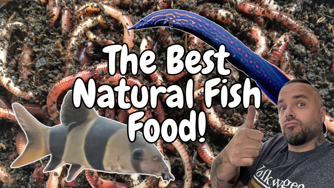 How to breed your own Dendrobaena worms-Great for feeding finicky fish ...