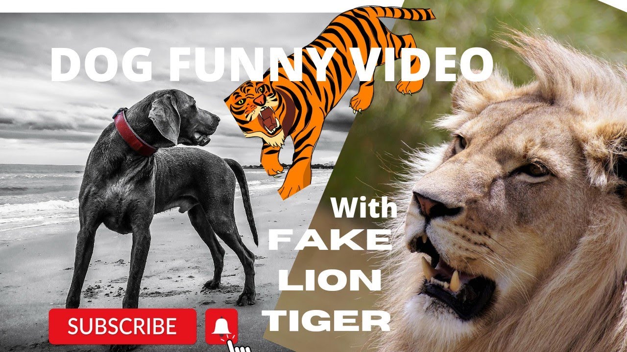 FUNNY DOG VIDEOS(FAKE LION AND TIGER)// - YouTube