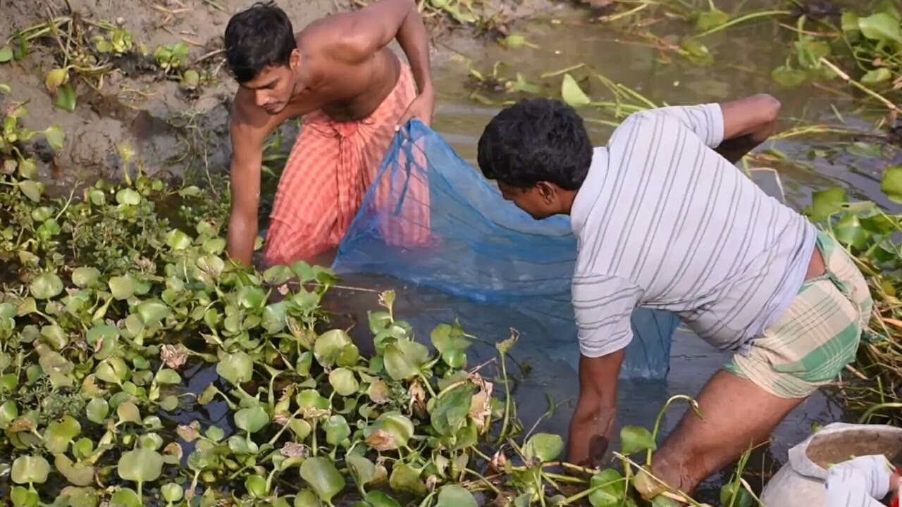 Hand Net Fishing Video Catching in Pond || primitive Technology Fishing ...