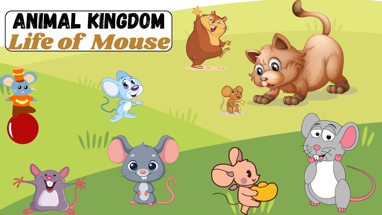 🐭Exploring Life of Mouse: Educational Facts for Kids - YouTube