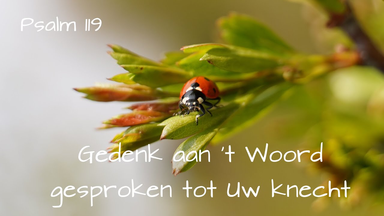 Psalm 119 - Gebed & Dankbaarheid - YouTube