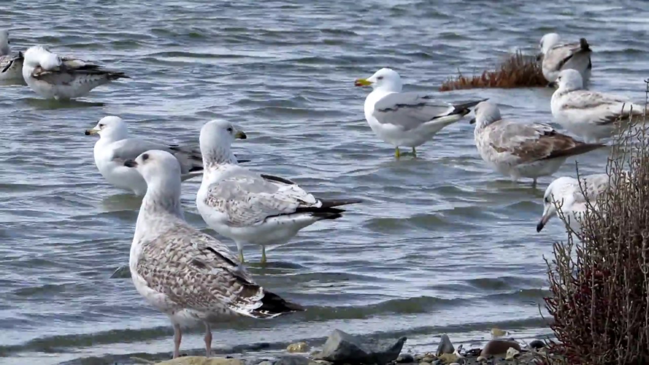 Armenian Gull (Larus armenicus) Αρμενικός Γλάρος - Zakaki 24.3.2018 ...