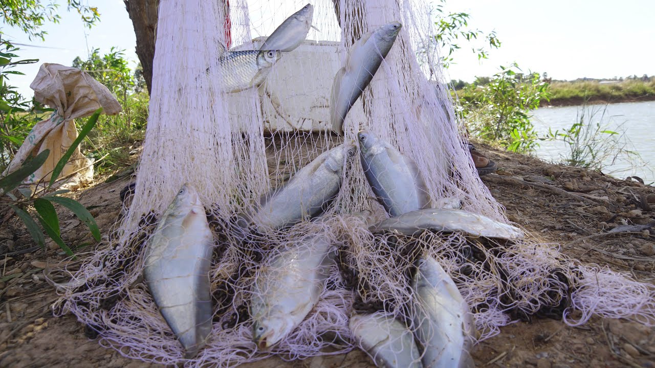 Amazing Unique Net Fishing Catching A Lot Fishes - YouTube