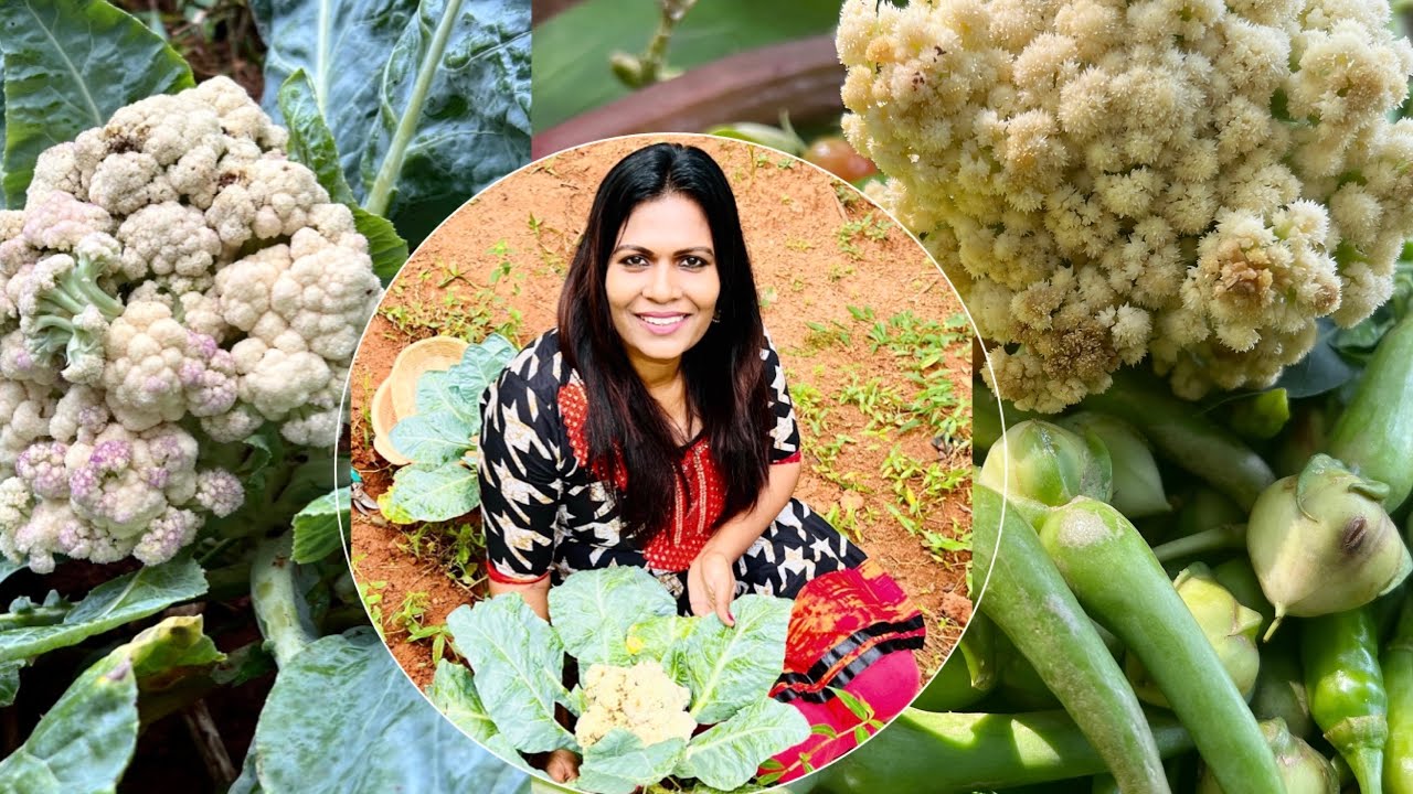 This Weeks Harvest|Fruits and Vegetables Harvest From my Garden - YouTube