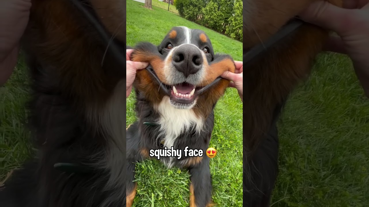 Squishy Face Dog