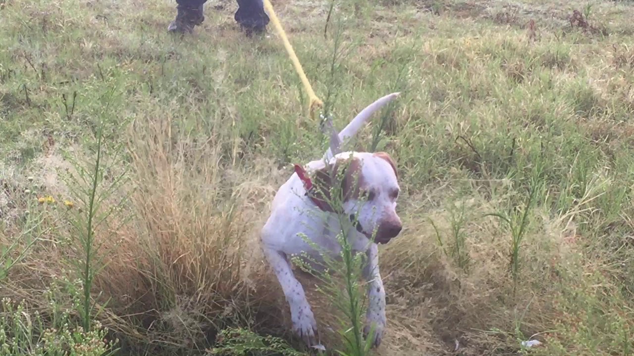 Started English Pointer Champion Elhew Pedigree 14 Male 2 Years - YouTube