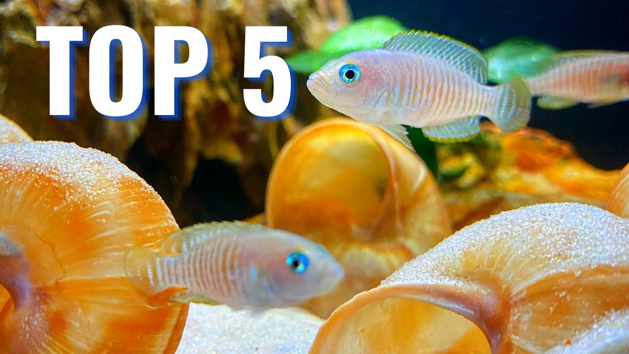 The Best Cichlids for Small Aquariums - YouTube