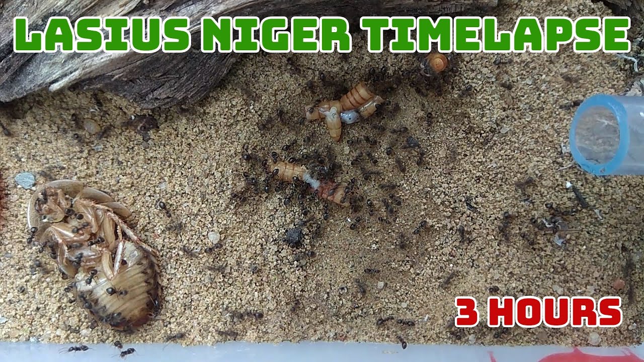 Lasius niger - Feeding timelapse - YouTube