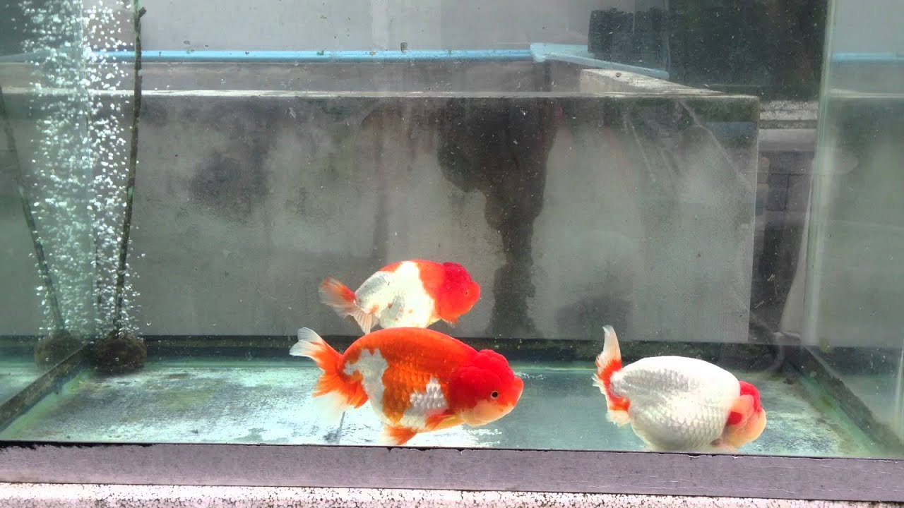 3 Future Giant Ranchu - YouTube