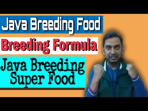 জাভা পালন | Java Sparrow Breeding Formula (V-53) - YouTube