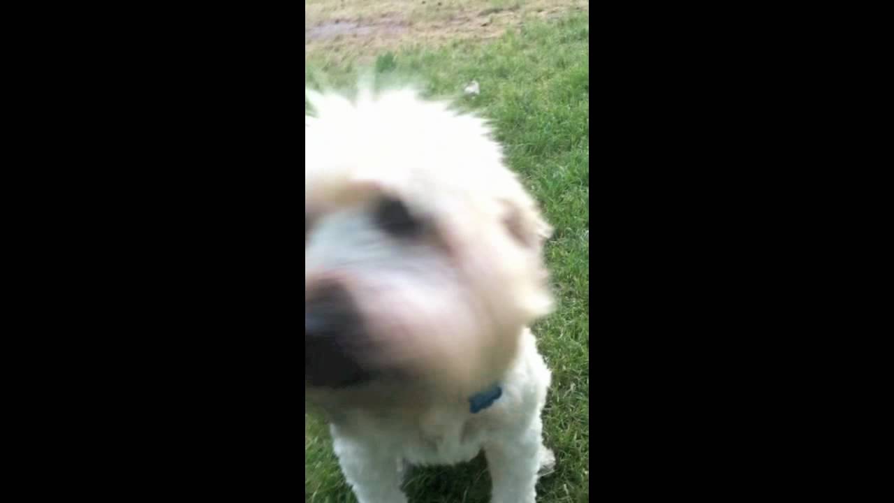 Milo, The Uncoordinated Dog - YouTube