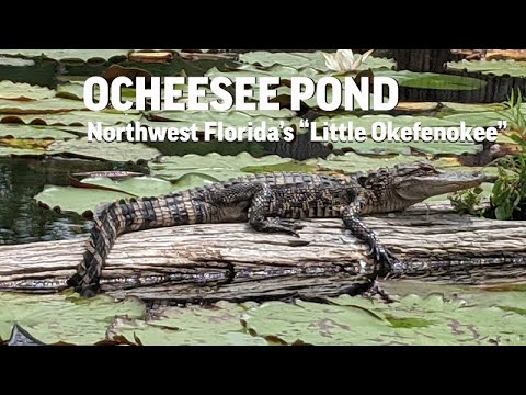 Ocheesee Pond: Northwest Florida's "Little Okefenokee" - YouTube