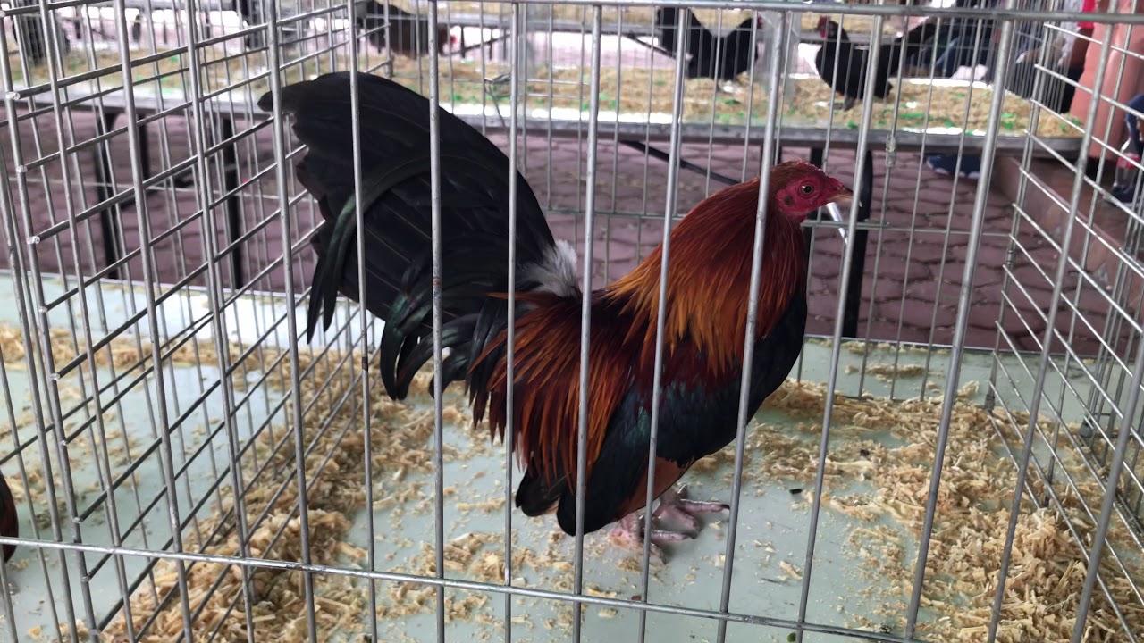 gallo colorado || kikiriki || aves miniatura || azteca || Expo "yekas ...