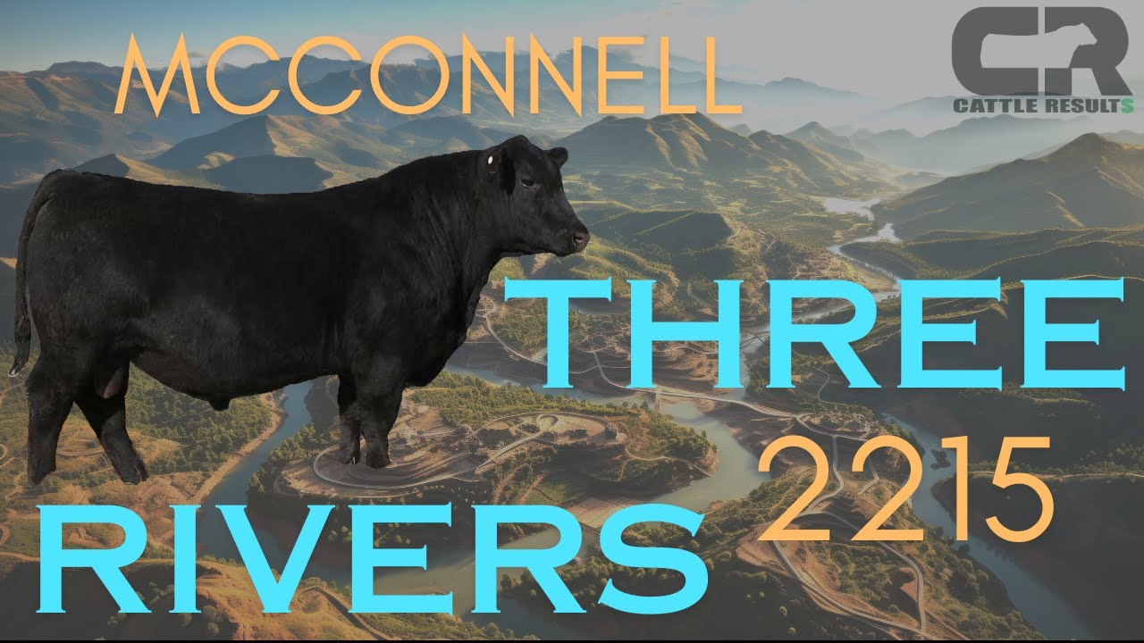 💲💲 SELLING! Now! Black Angus Bull AT AUCTION, McConnell Angus ...