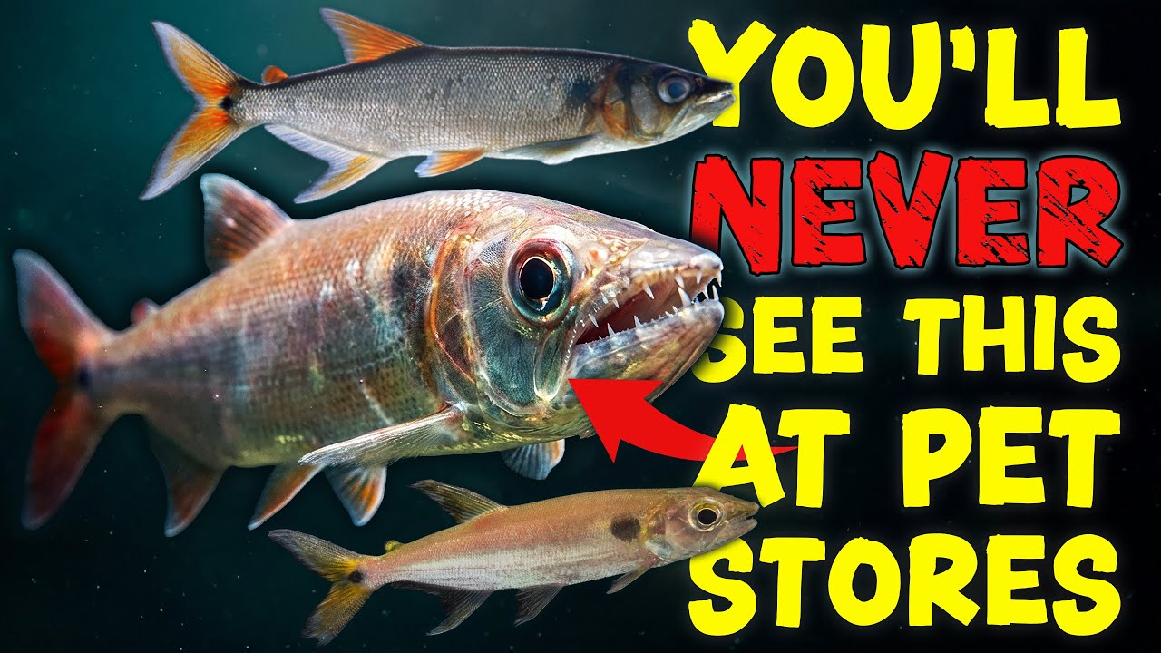 This Predatory Fish is So Rare, It Rarely Exists in the Hobby. - YouTube