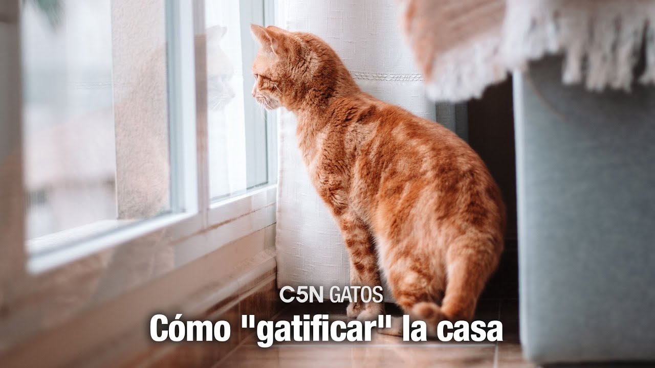 ¿CÓMO podemos GATIFICAR la CASA? - YouTube