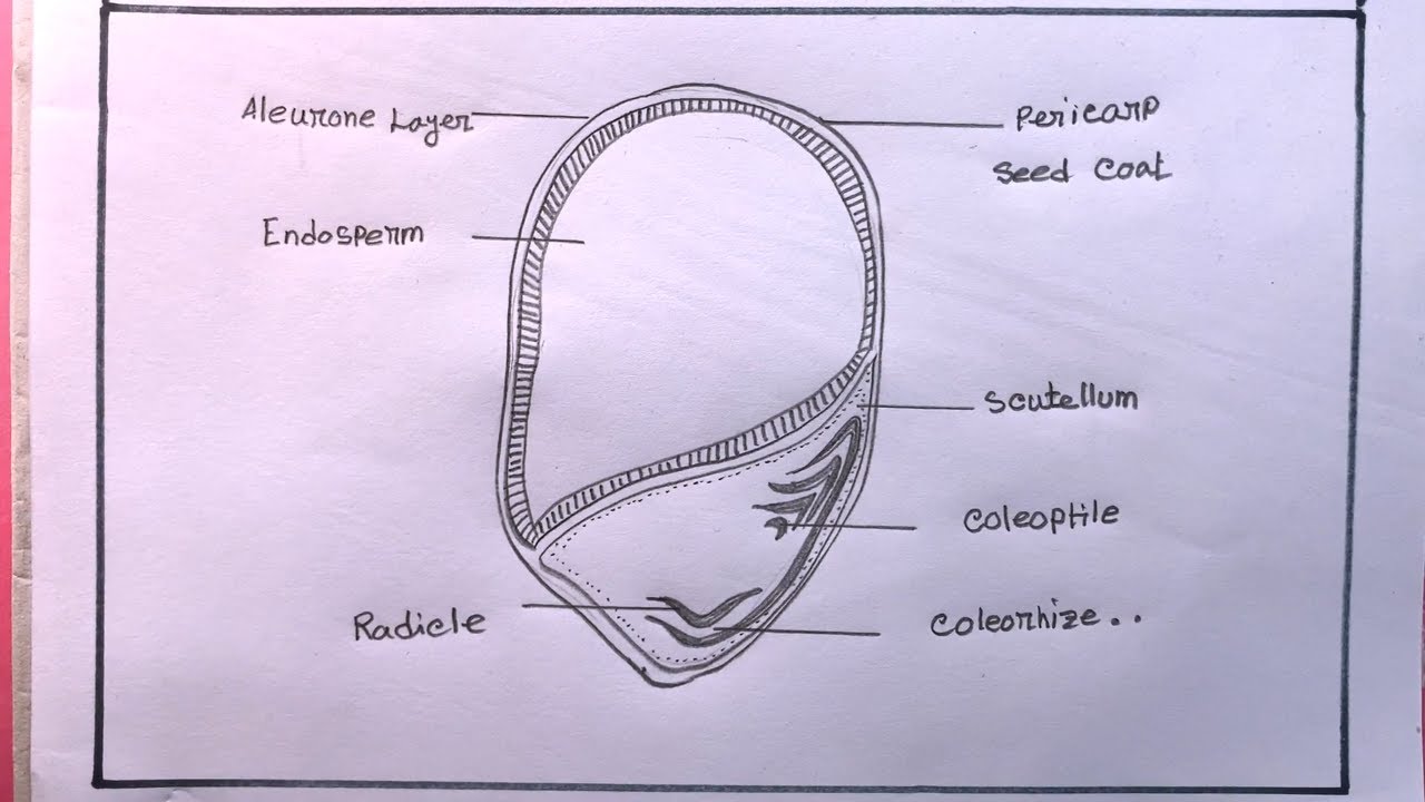 How To Draw Structure Of Maize Grains - YouTube