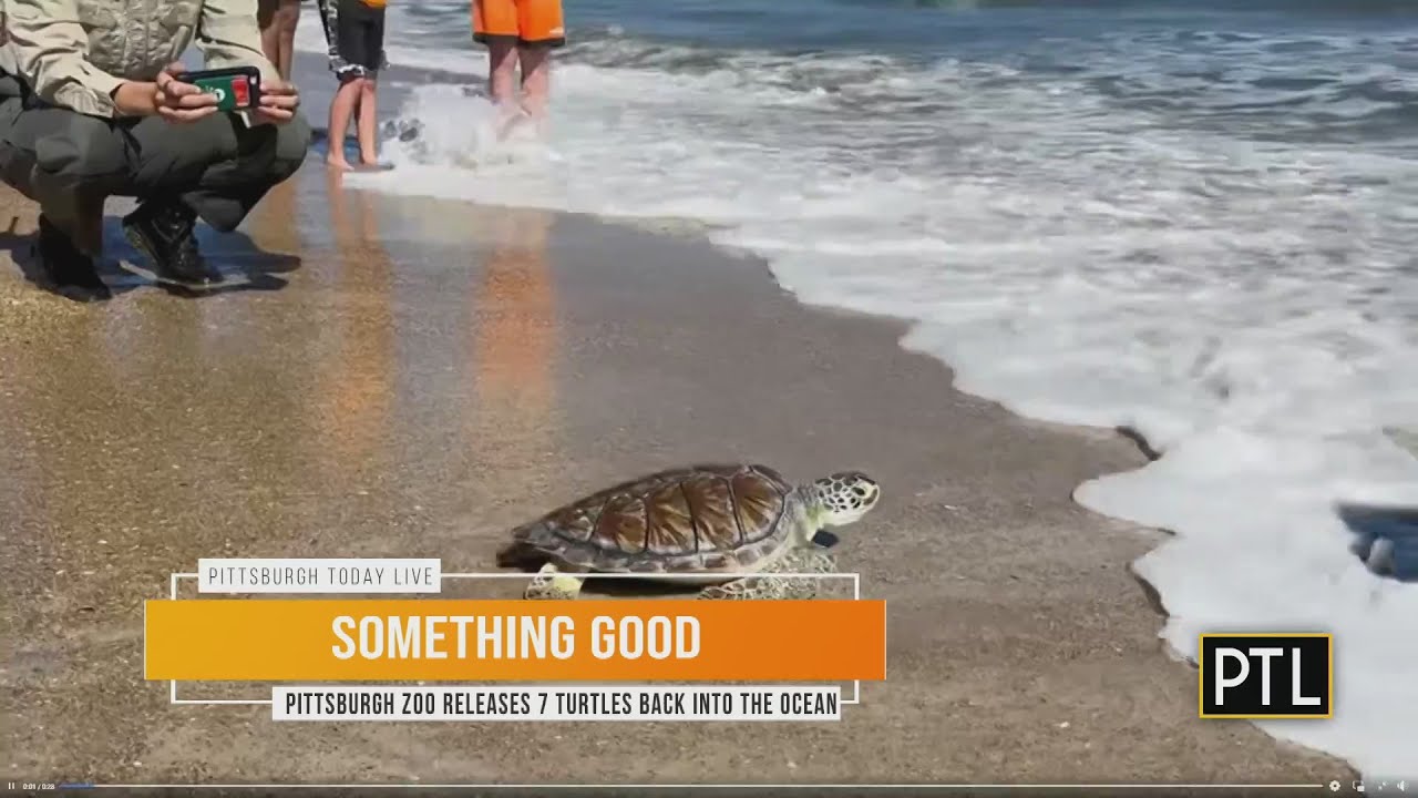 Something Good: Sea turtle release - YouTube