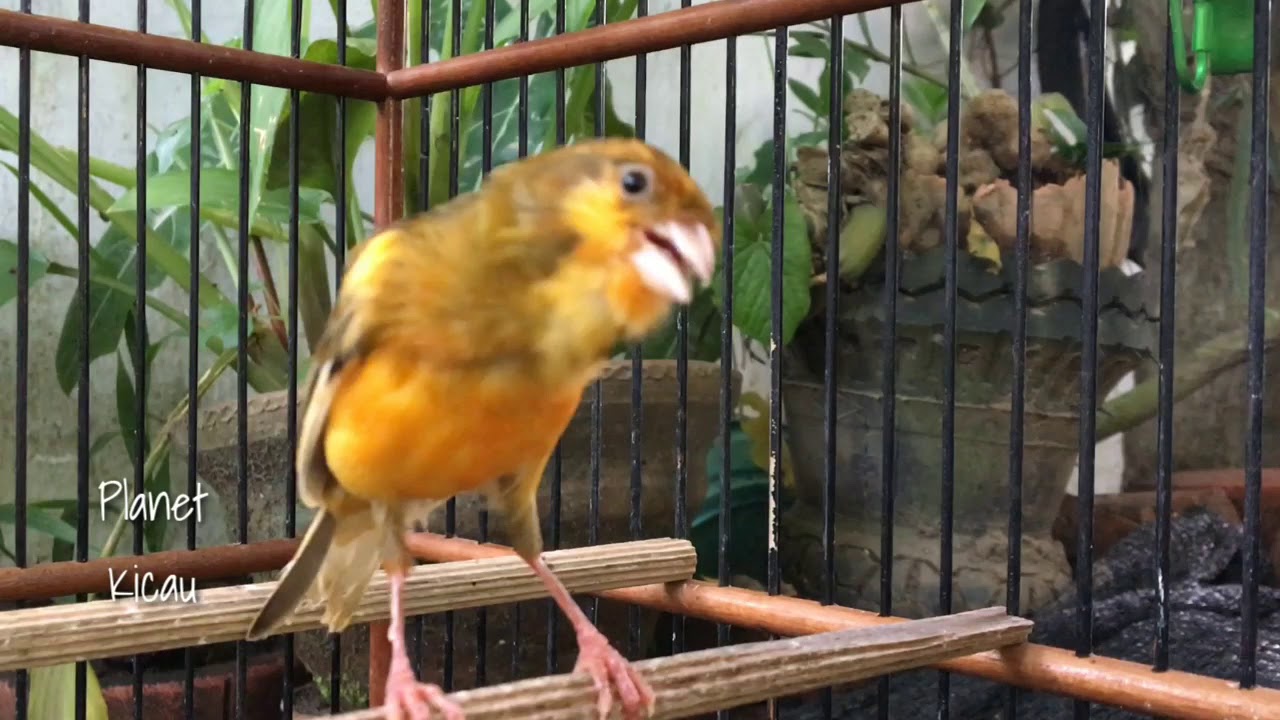 The hardcore canary stimulates chirping of canaries to save singing ...