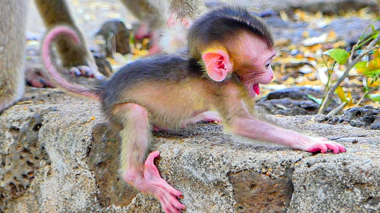 God Help!!!. Hybrid Newborn monkey SABA is s-cared to fall down💕So ...