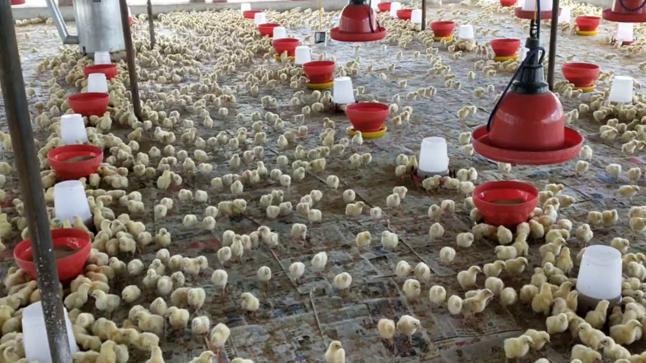 Poultry farm (shourya) - YouTube