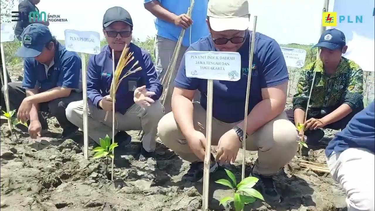 5 Tahun Transformasi BUMN: PLN Beraksi Lestarikan Lingkungan dengan Program TJSL Mangrove di ...