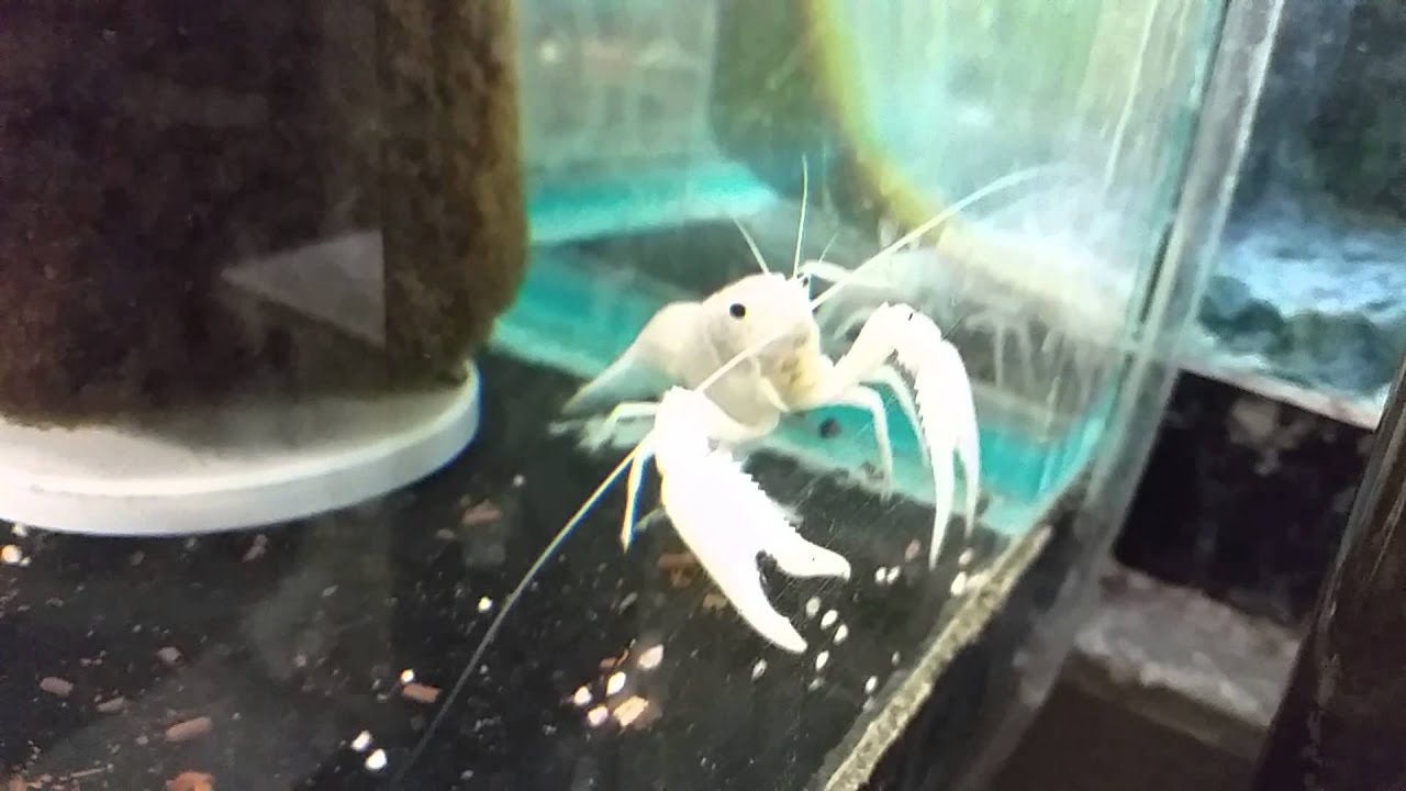 Snow White Crayfish - YouTube