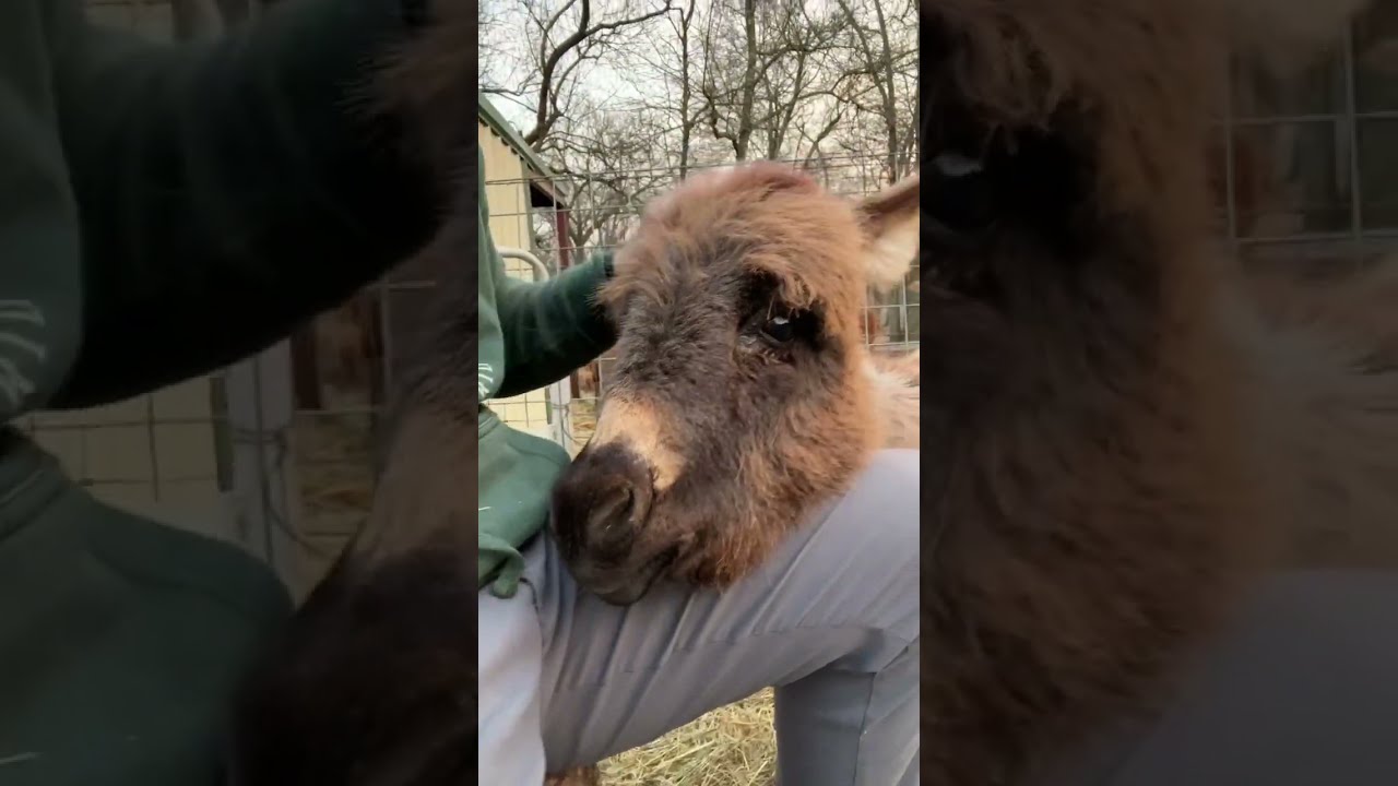She s My Emotional Support Donkey donkey cuteanimals minidonkey She s My Emotional Support Donkey donkey cuteanimals minidonkey