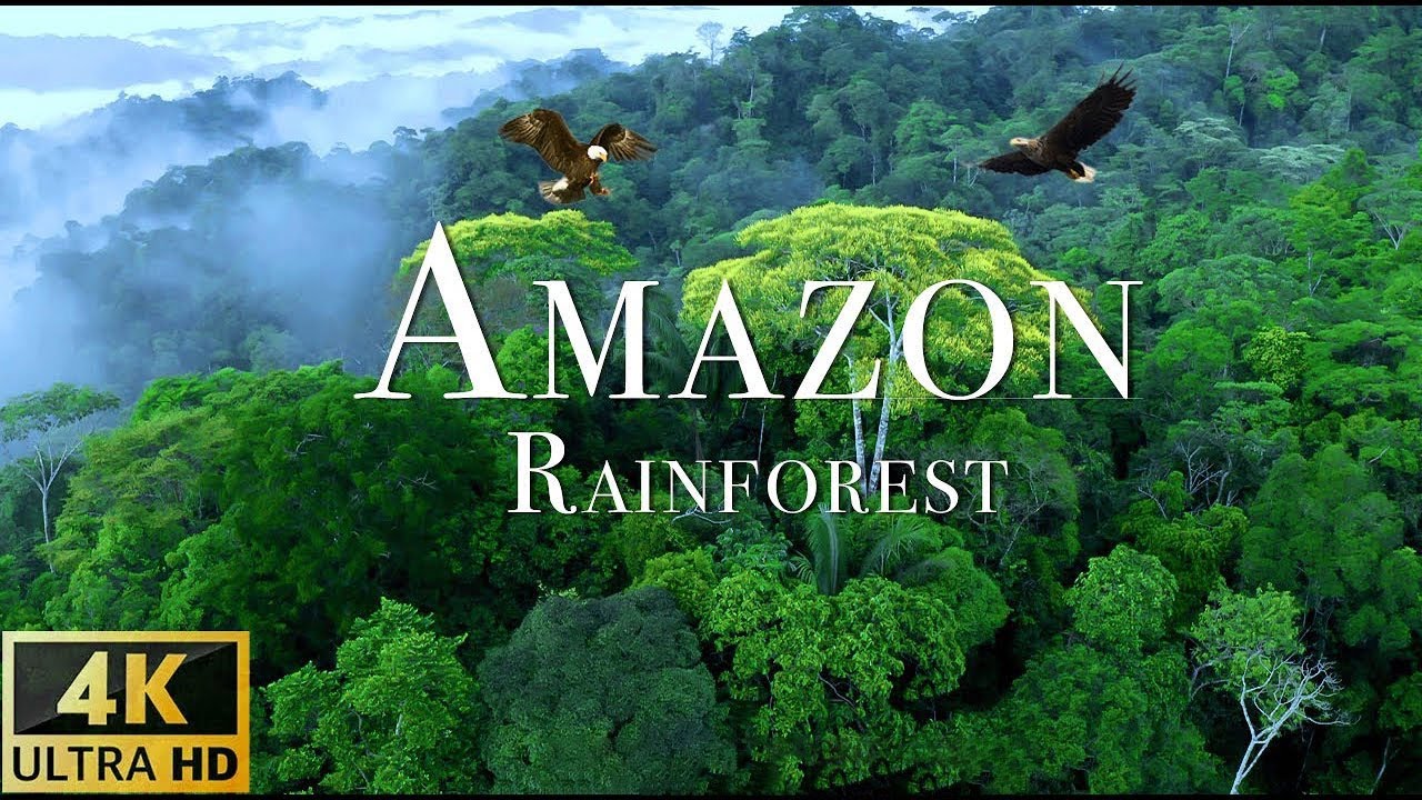 Amazon 4k - The World’s Largest Tropical Rainforest - Scenic Relaxation ...