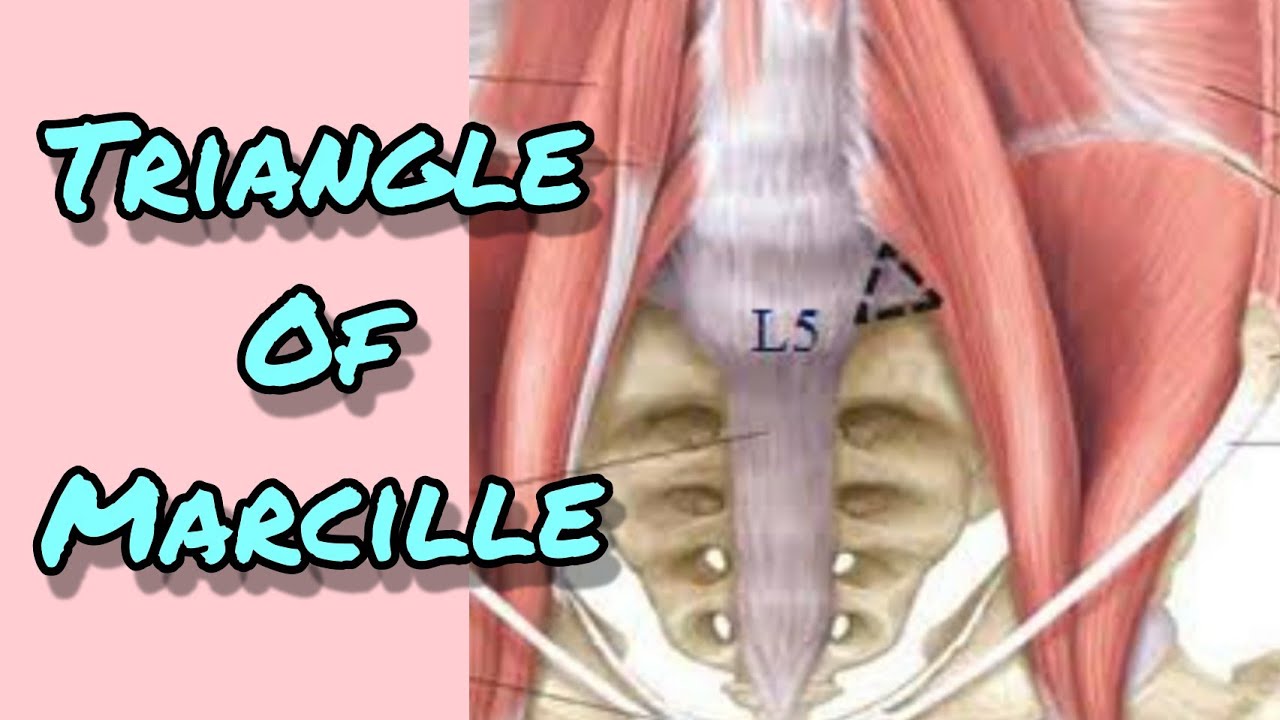 Triangle of Marcille - Easy explanation @emotionalmedico - YouTube