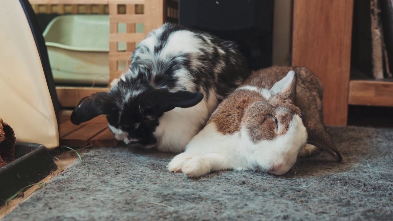 Sunday bunny nap time - YouTube