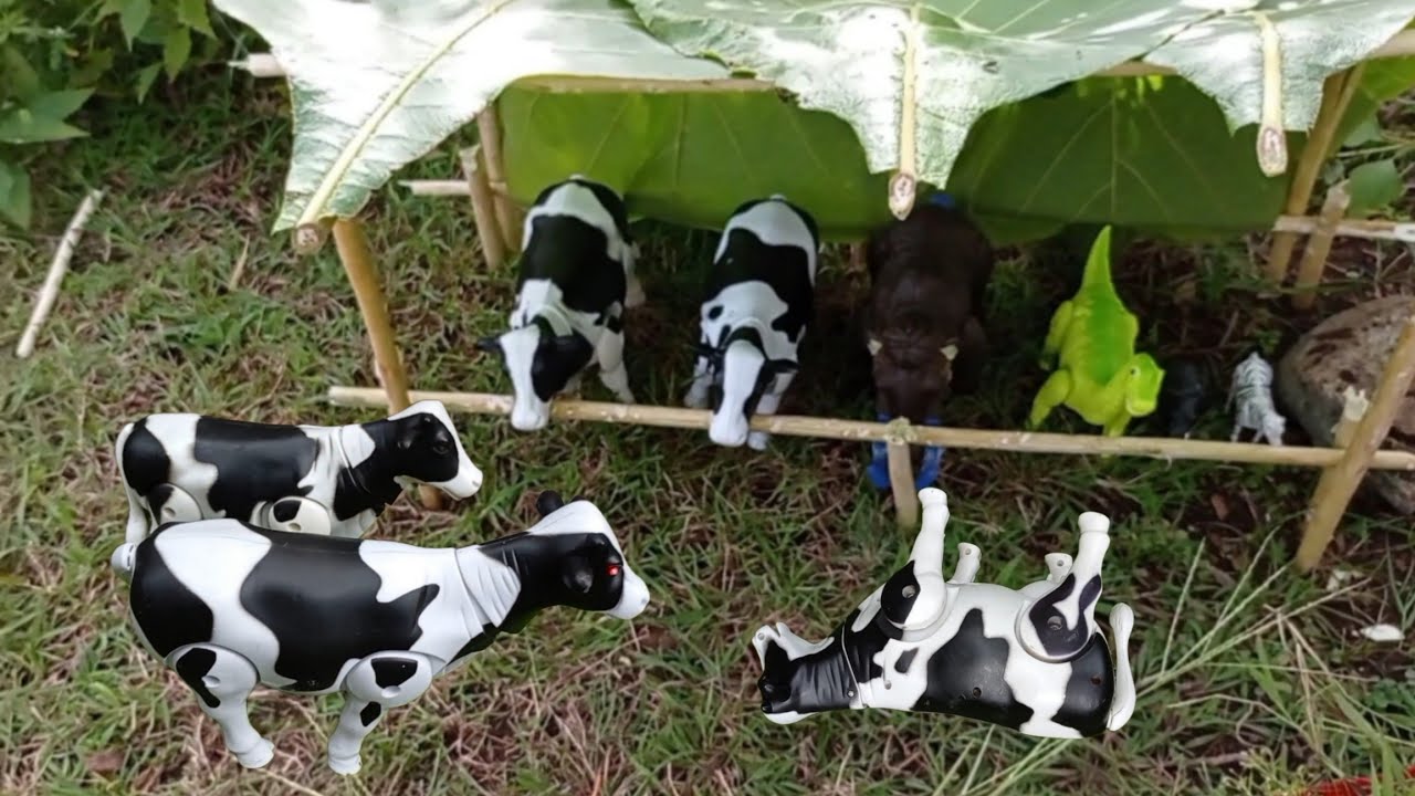 ayo kita berimakan‼️ induk sapi gemuk dinosaurus mamut gajah zebra ...