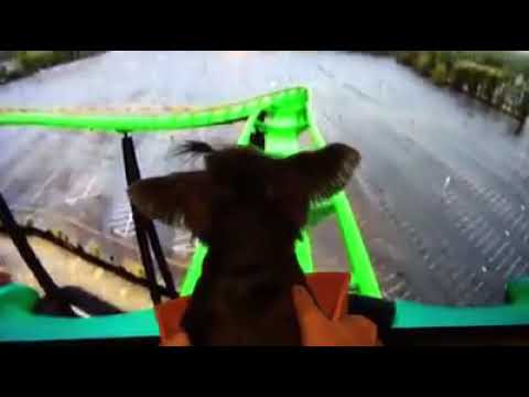 Dog Roller Coaster - YouTube