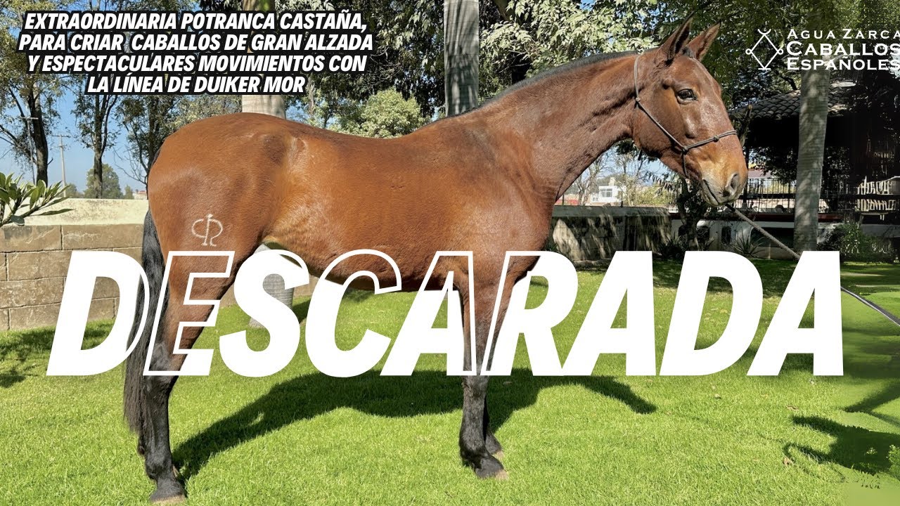 Descarada, Potranca Castaña para Criar Caballos con la Línea de Duiker ...