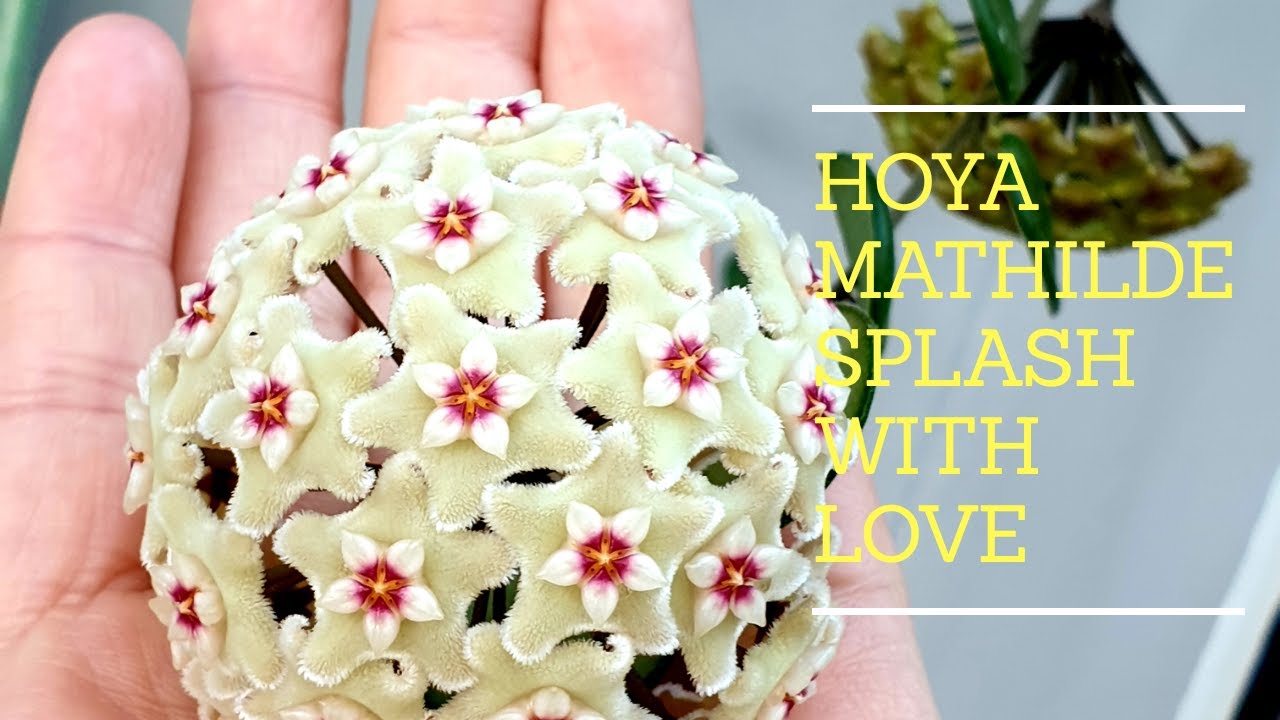 HOYA MATHILDE SPLASH WITH LOVE - YouTube