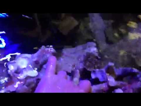 Tonga Branch Live Rock for Saltwater Aquarium - YouTube