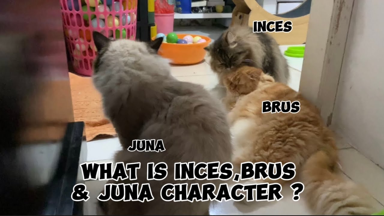WHAT IS INCES,BRUS & JUNA ( CATS ) CHARACTER ? CUTE CATS, FUNNY CATS ...