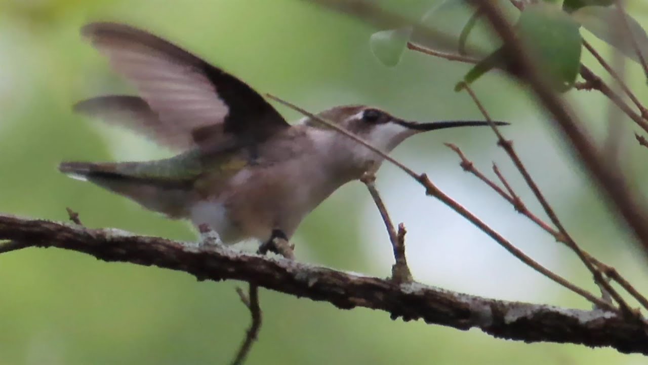 1 Thessalonians 5 : 2 - 5 __ ( Cheeto Bandit & The Hummingbirds ) - YouTube