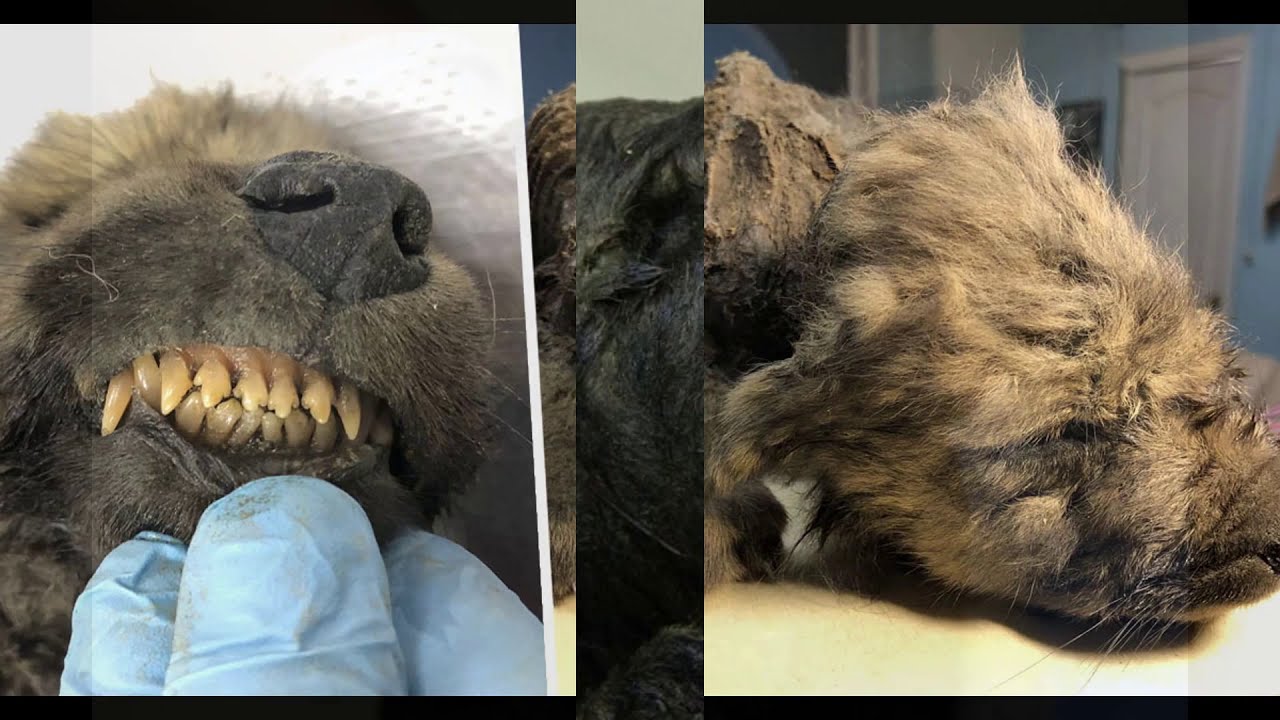18,000 Old Frozen Puppy Found Buried in Siberian Permafrost - YouTube