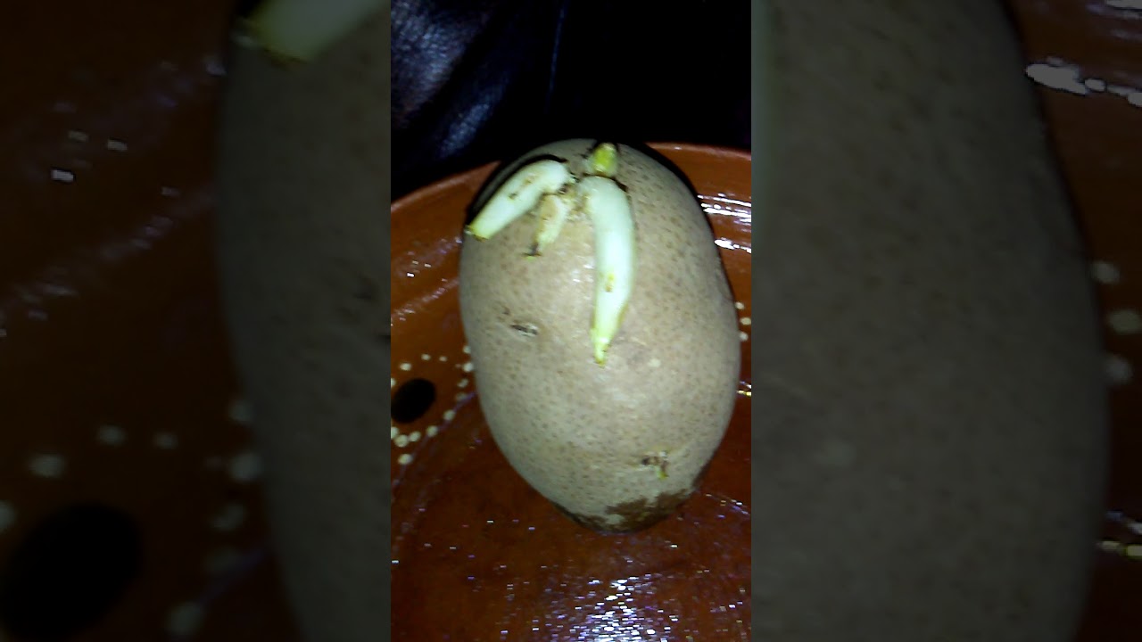 The Alien Potato people Sid episode 3 - YouTube