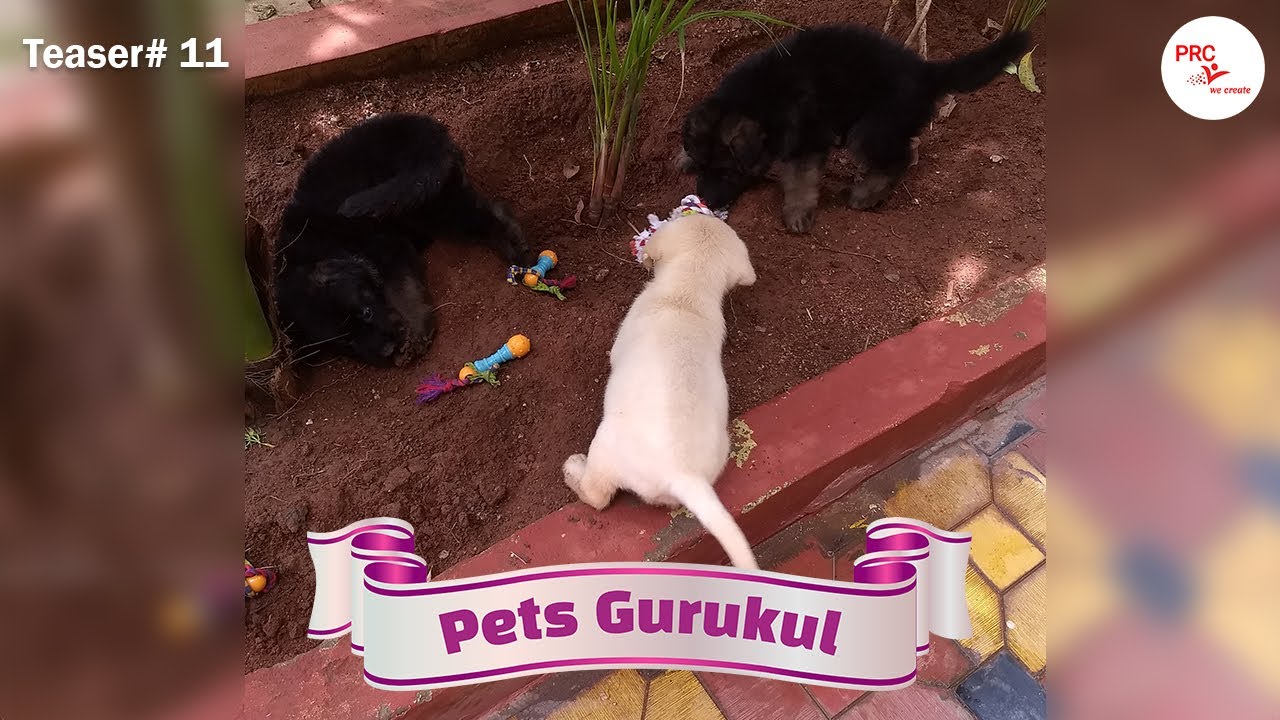 Puppies practicing Kung-Fu🥱🤔🥱 - YouTube