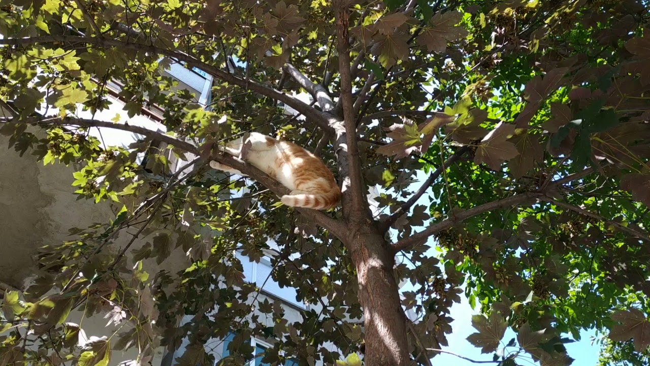 Diego The Cat Climbing Down a Tree - YouTube
