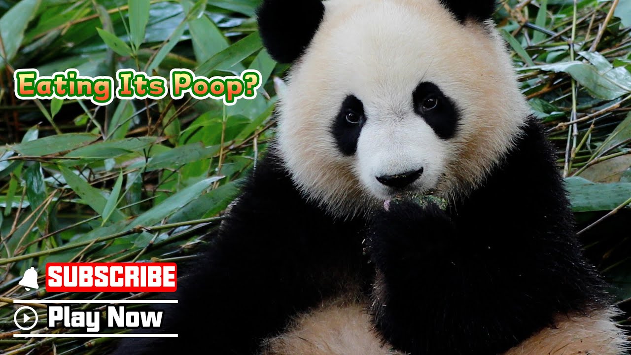 What Is Panda Eating? Poop Or Green Rice Ball? | iPanda - YouTube