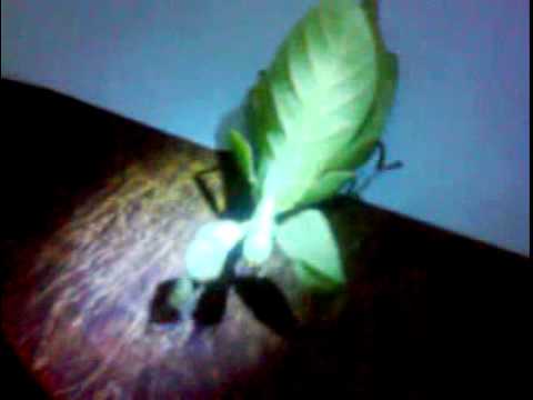 Rare and exotic Praying Mantis (Exotic pet) - YouTube
