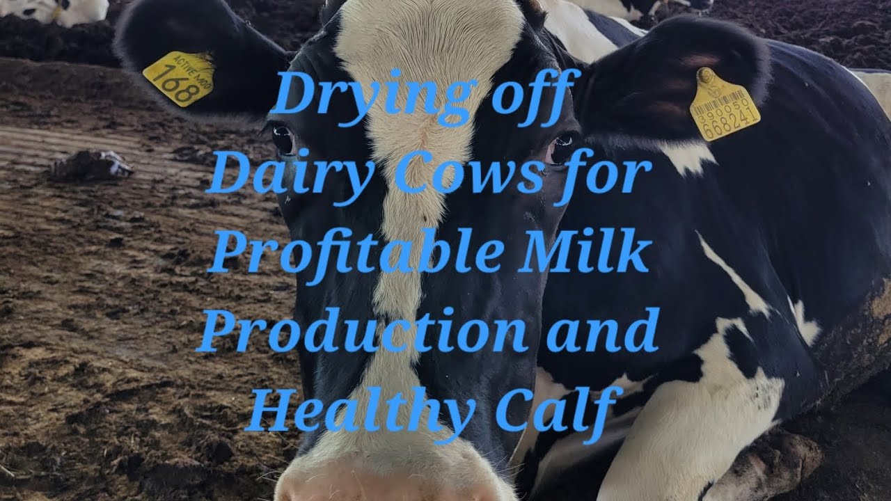 How To Dry Up Milk Cow at Aiden Ligar blog