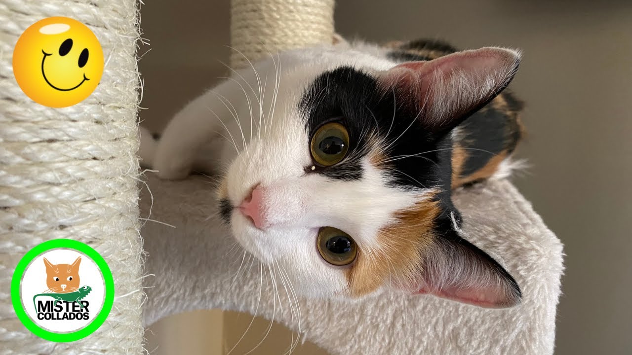 Video de 🐱 GATITOS GRACIOSOS 🤣 #34 - YouTube